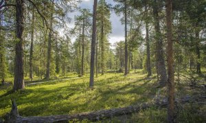 Skogsbingo – Ecoforestry Foundation